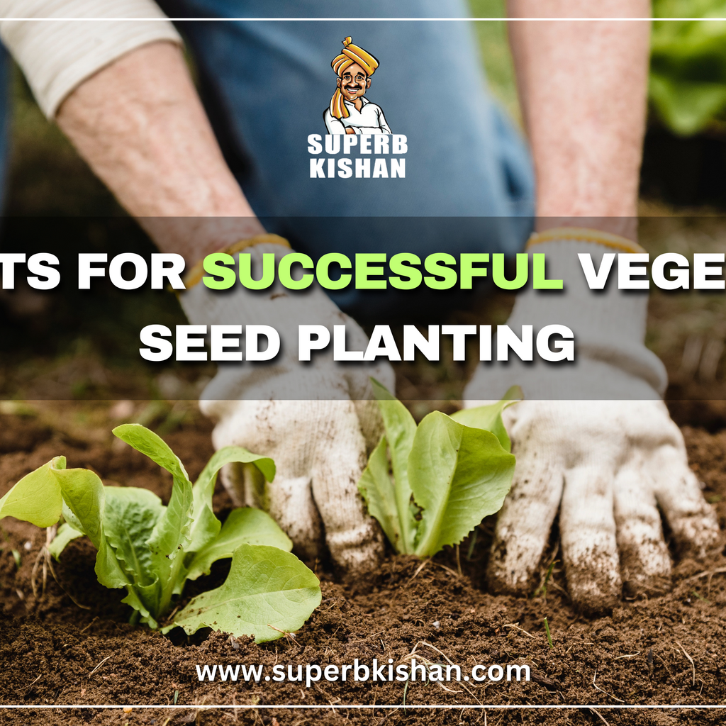 Secrets for Successful Vegetable Seed Planting – SuperbKishan
