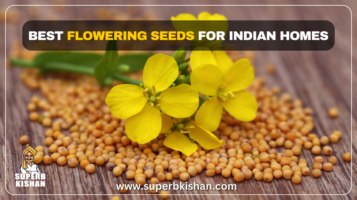 Best Flowering Seeds for Indian Homes – SuperbKishan